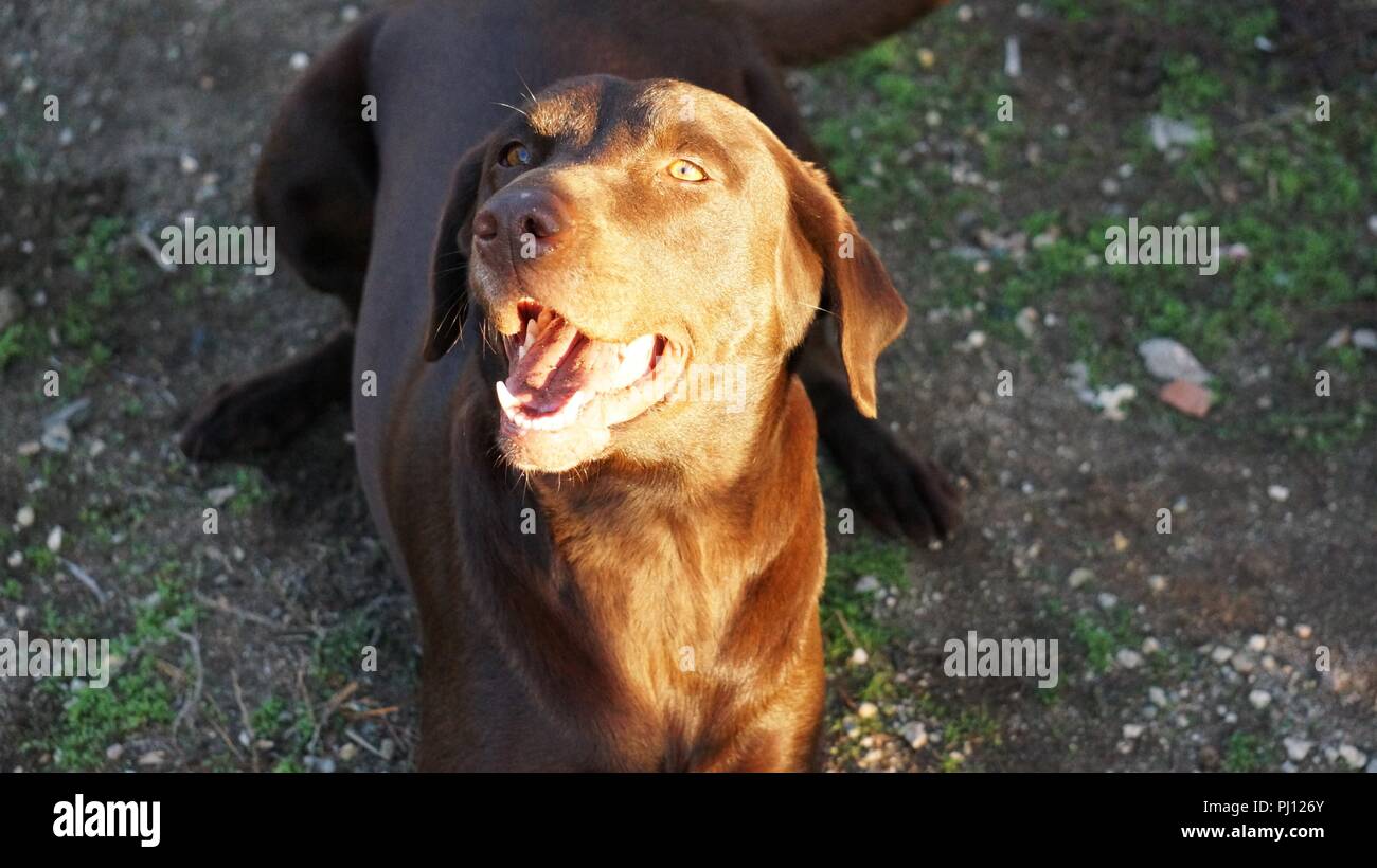 playful chocolate lab Stock Photo - Alamy