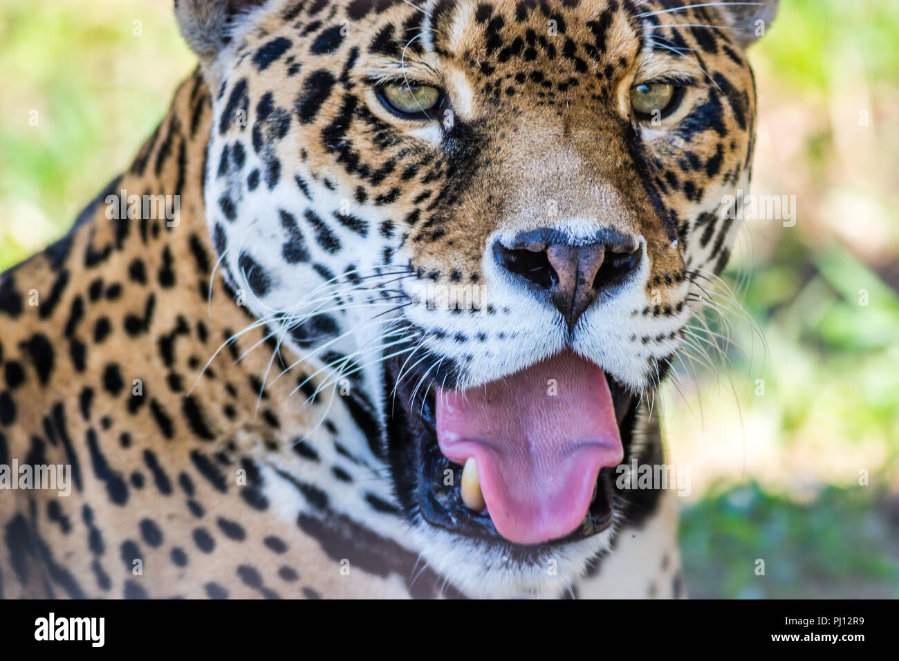 Leopard, Panthera Pardus, closeup, has beautiful spotted fur Stock ...