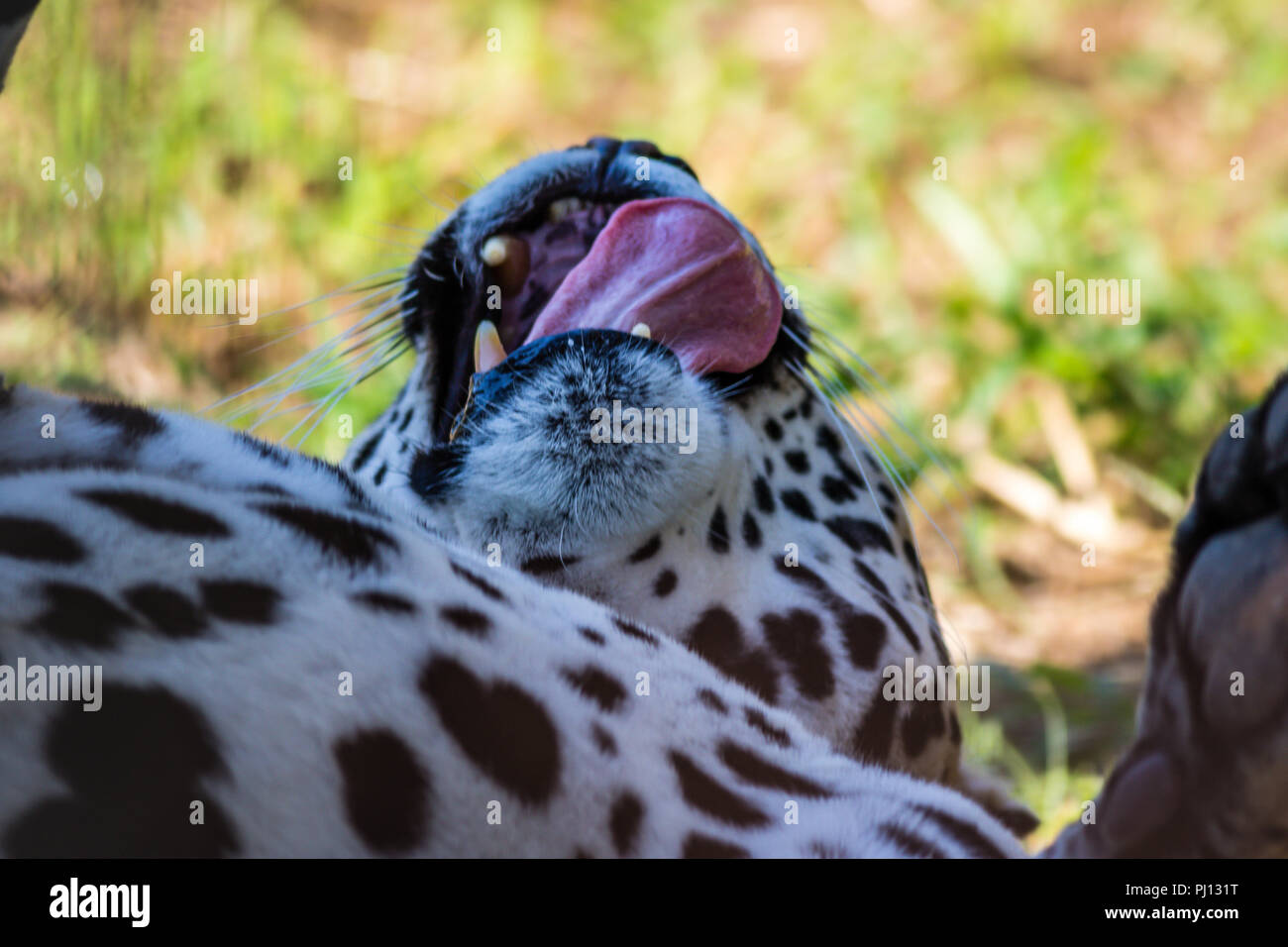 Leopard, Panthera Pardus, closeup, has beautiful spotted fur Stock ...