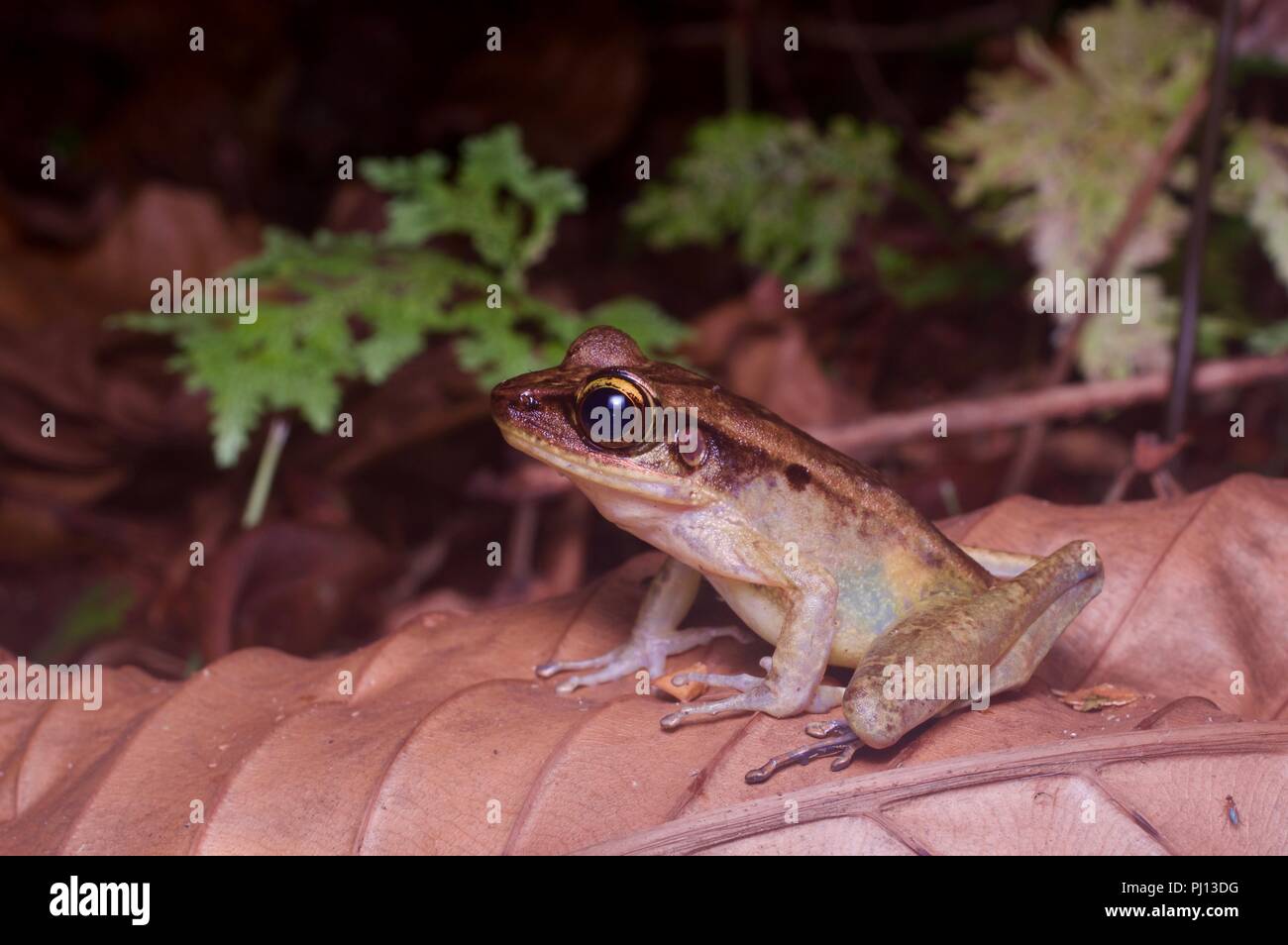 A Western Torrent Frog (Meristogenys jerboa) in the leaf litter of ...