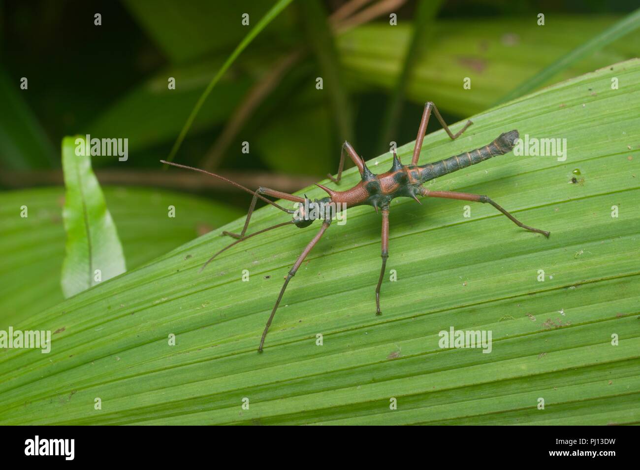 A stick insect (phasmid) on a rainforest leaf at night in Kubah ...