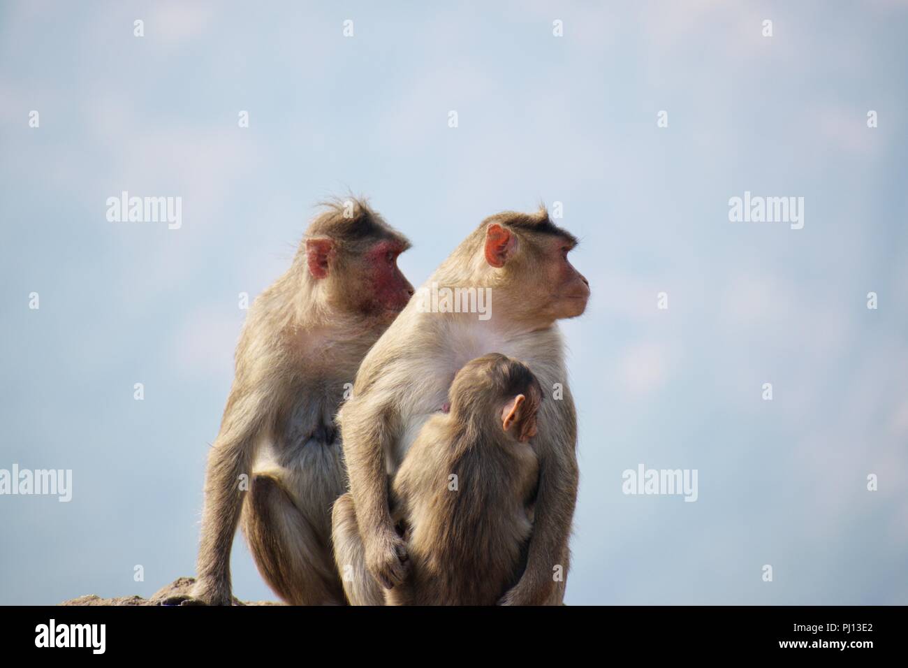 Macaque monkey family sitting together on a rock. Baby monkeys with ...