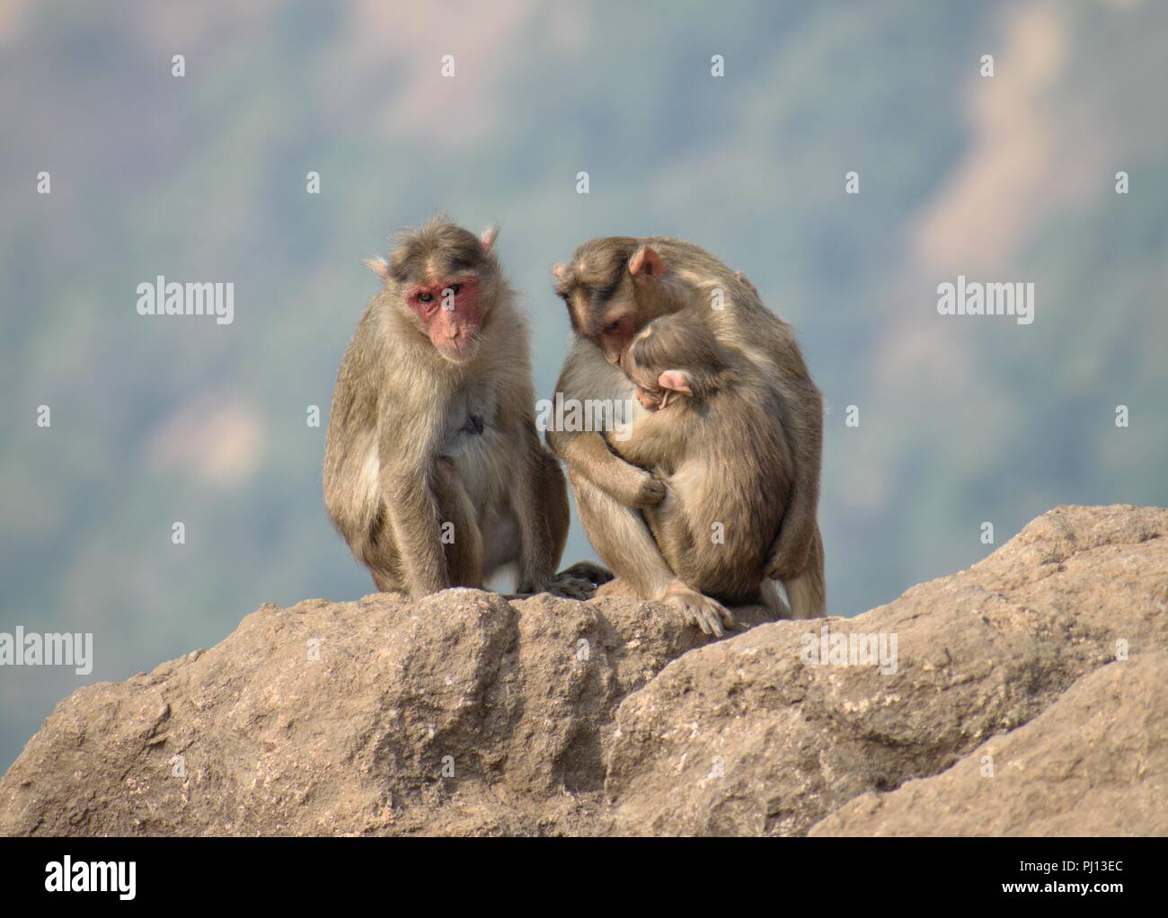 Primate family tree hi-res stock photography and images - Alamy
