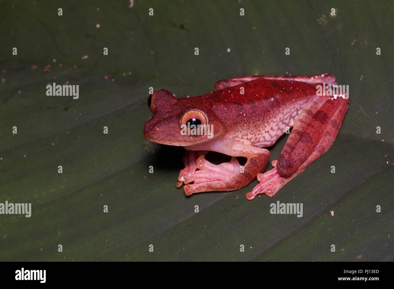 A Harlequin Flying Frog (Rhacophorus pardalis) in the rainforest at ...