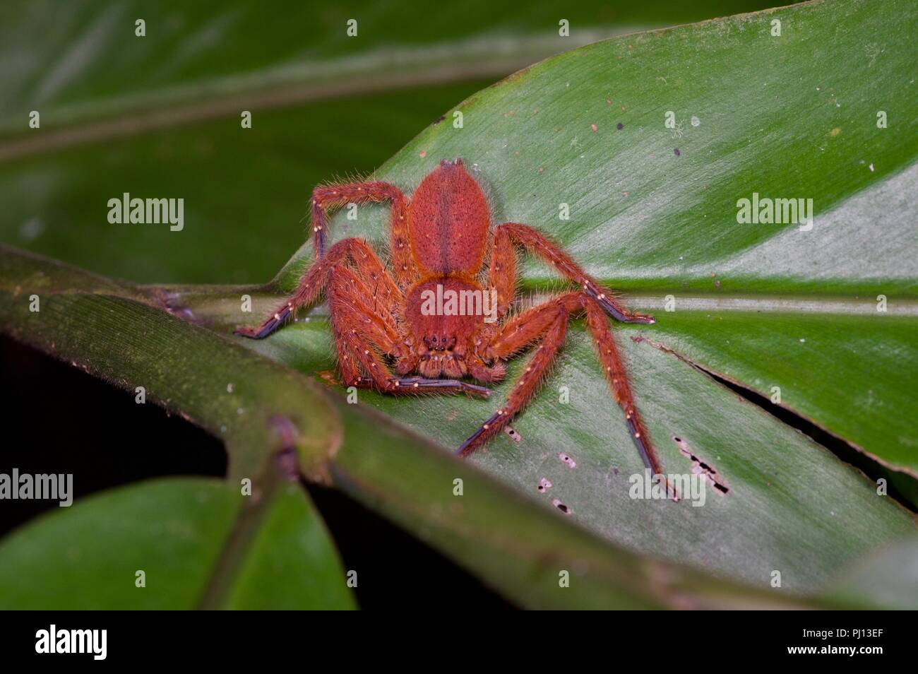 A David Bowie Spider (Heteropoda davidbowie) on a leaf at night in the ...