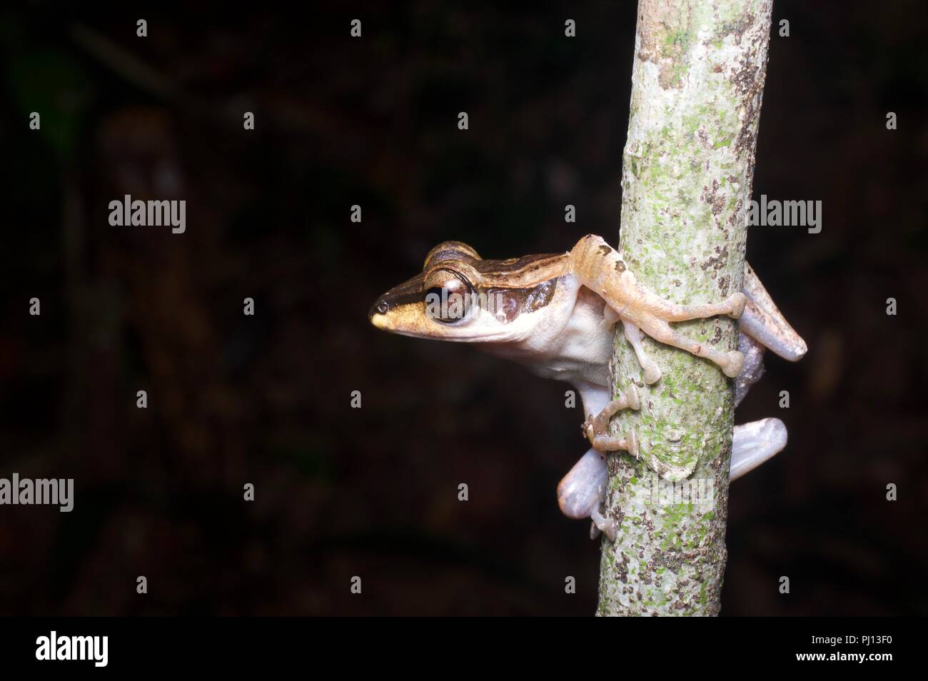 Borneo rainforest frog hi-res stock photography and images - Alamy