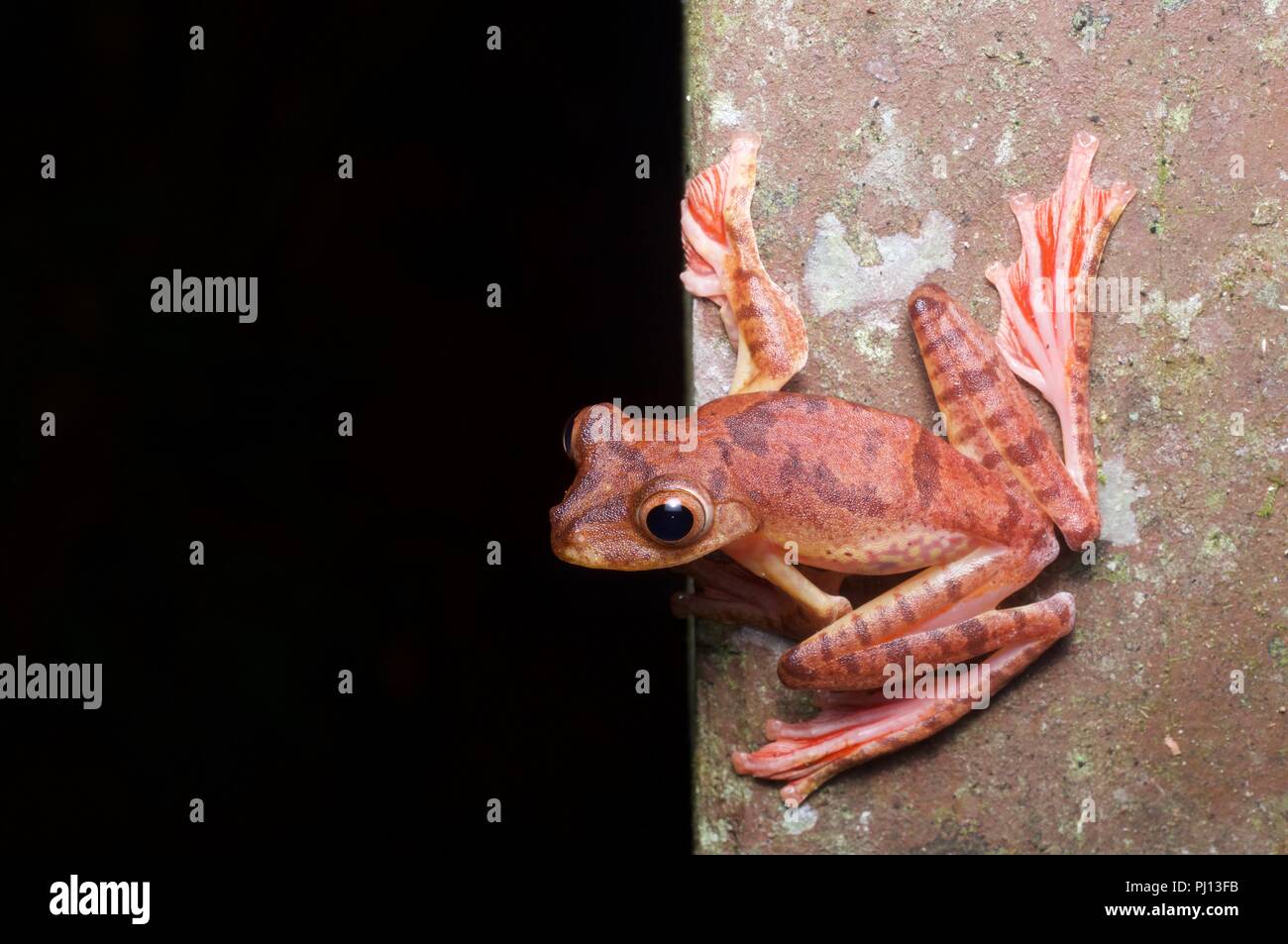 Borneo red flying frog hi-res stock photography and images - Alamy
