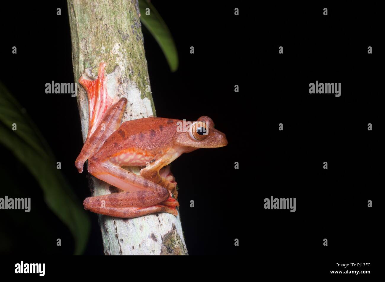 Borneo red flying frog hi-res stock photography and images - Alamy