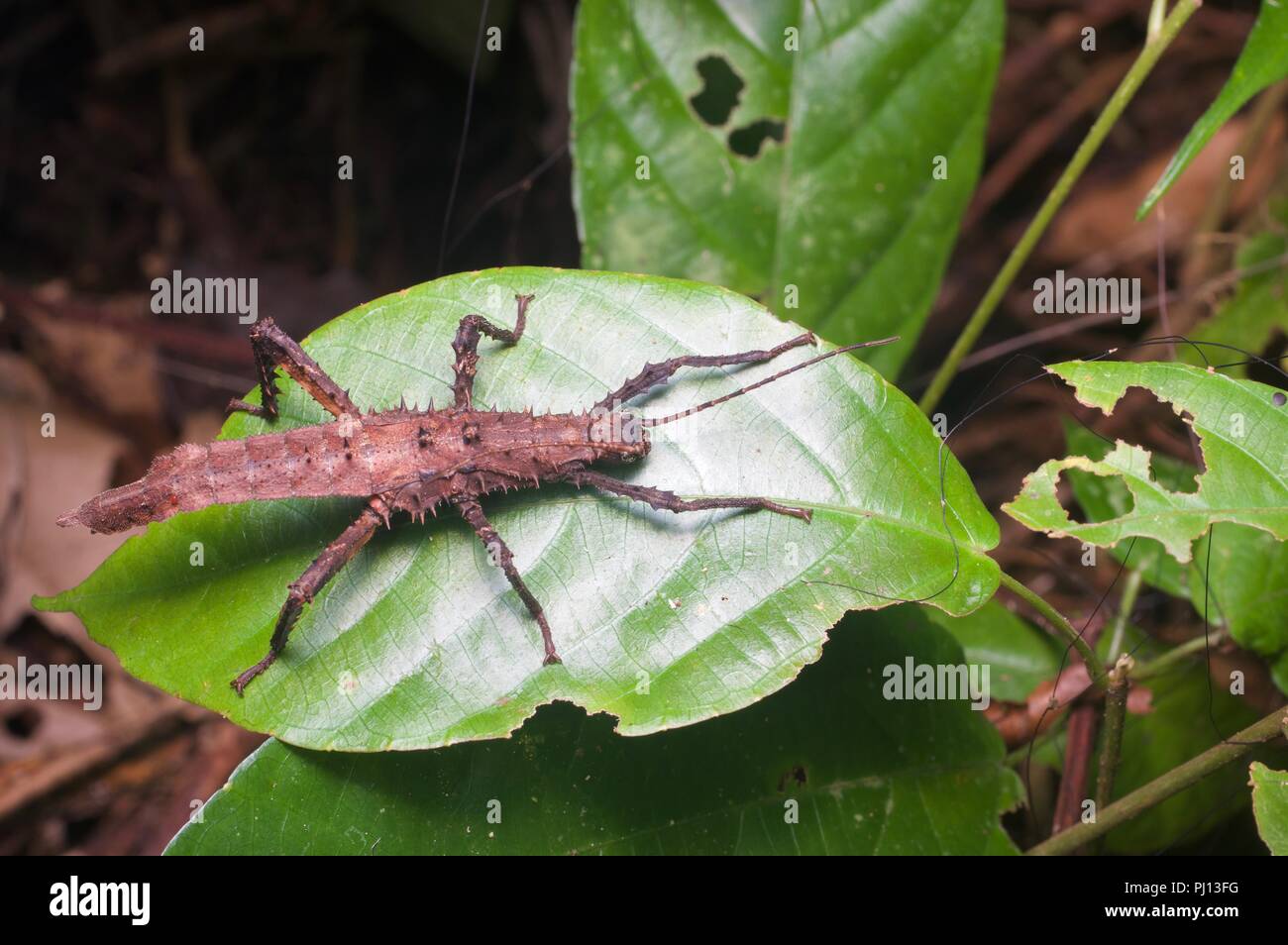 Jungle nymph stick insect hi-res stock photography and images - Alamy