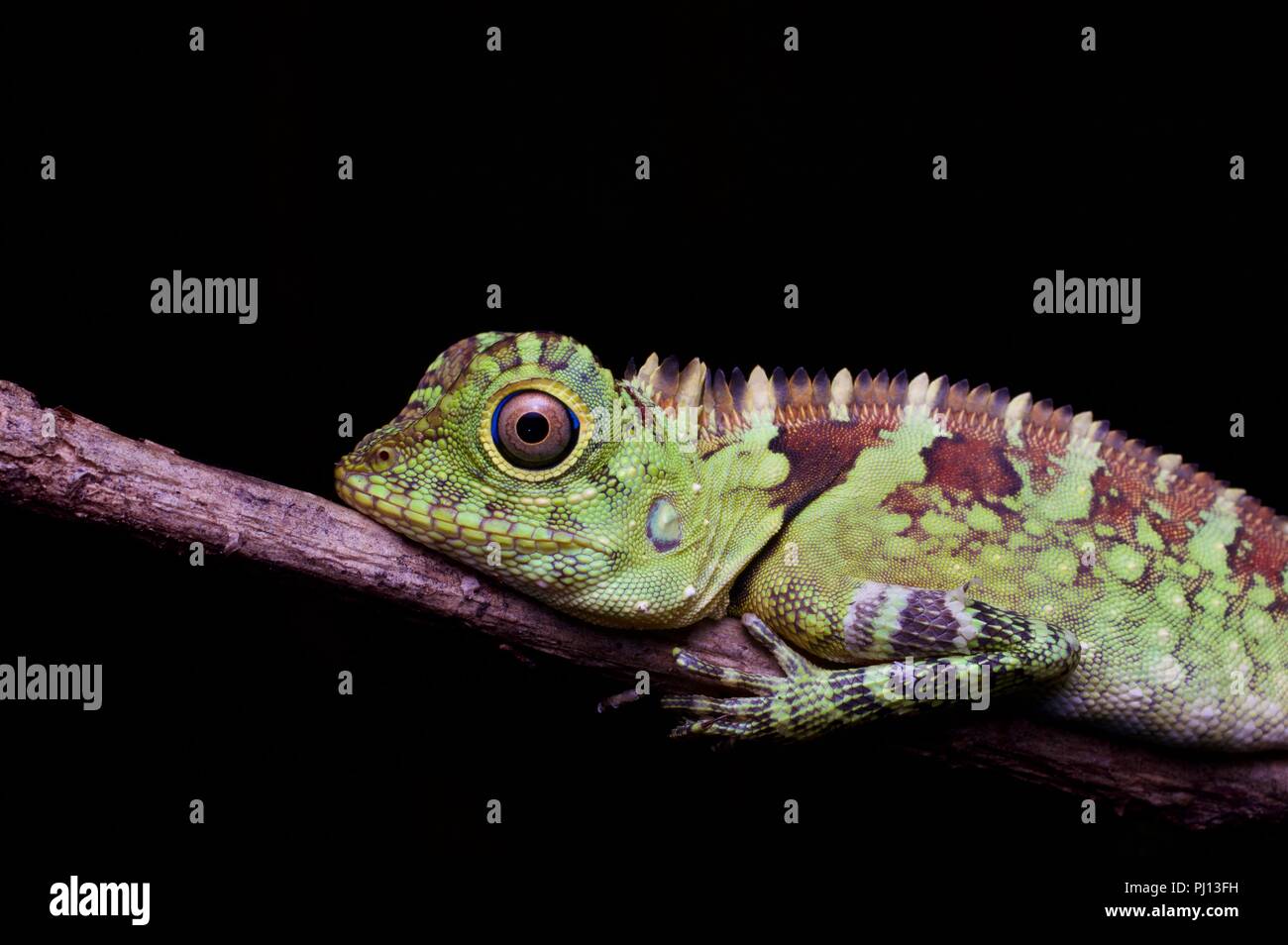 Blue eyed forest lizard hi-res stock photography and images - Alamy