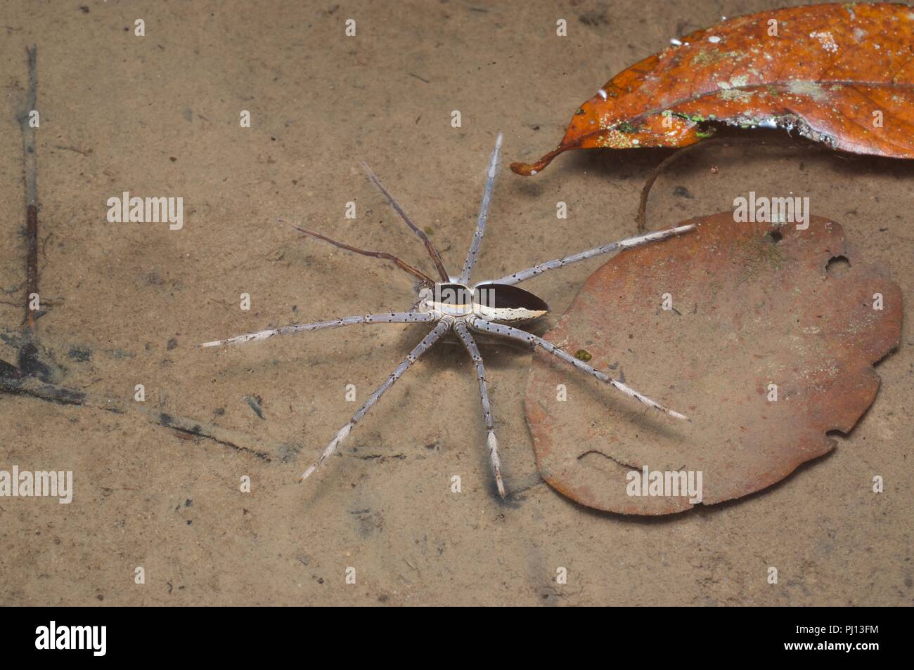 A Common White-flanked Water Spider (Nilus albocinctus) in a stream in ...