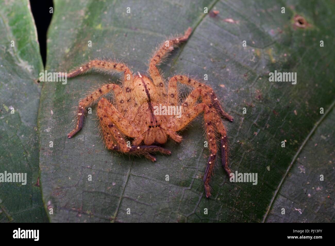 A David Bowie Spider (Heteropoda davidbowie) on a leaf at night in the ...