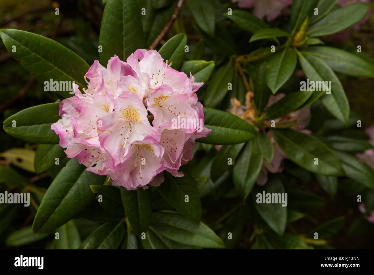 Pencarrow house cornwall hi-res stock photography and images - Alamy
