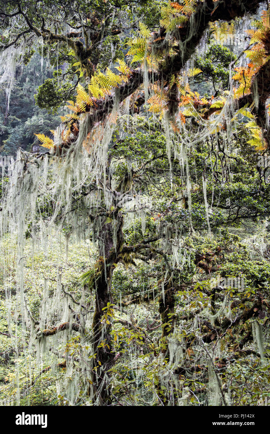 Spanish moss and trees on the way to Soi Thangthangkha, Paro District ...
