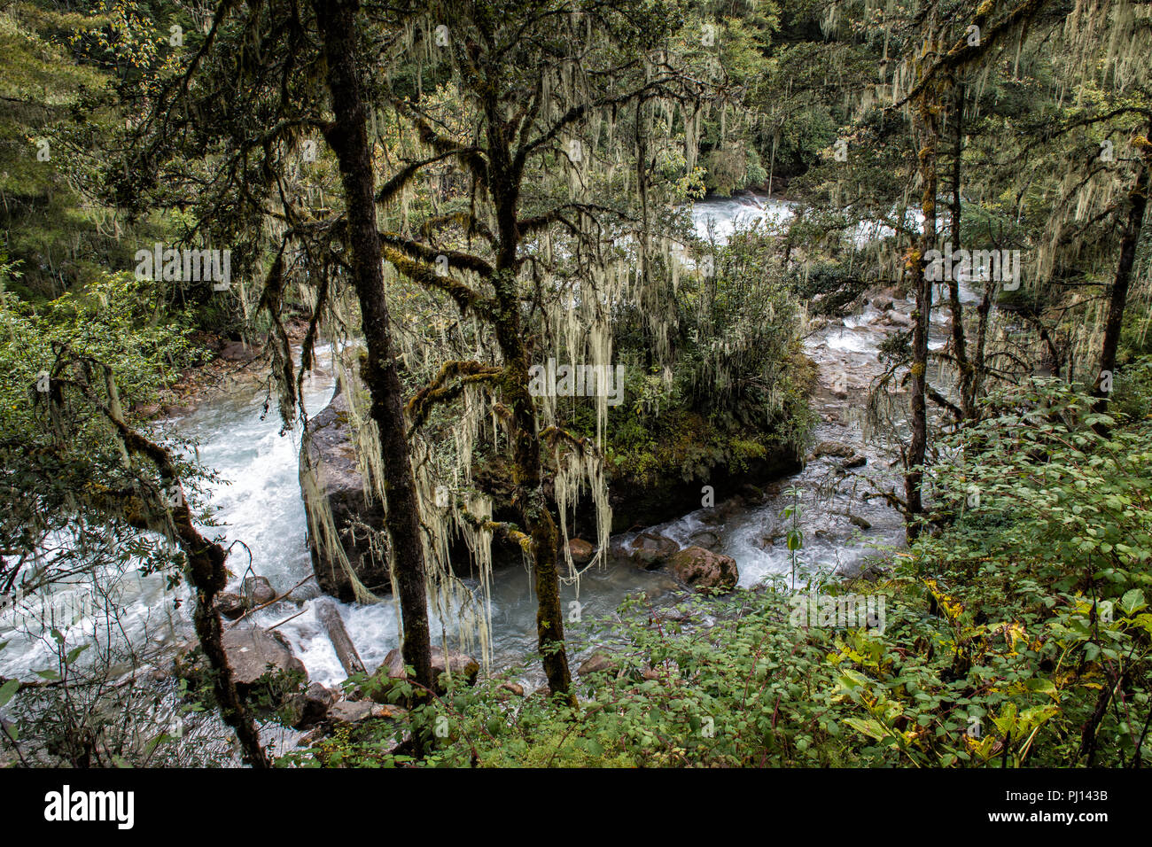 Paro Chhu river and rainforest on the way to Soi Thangthangkha, Paro ...