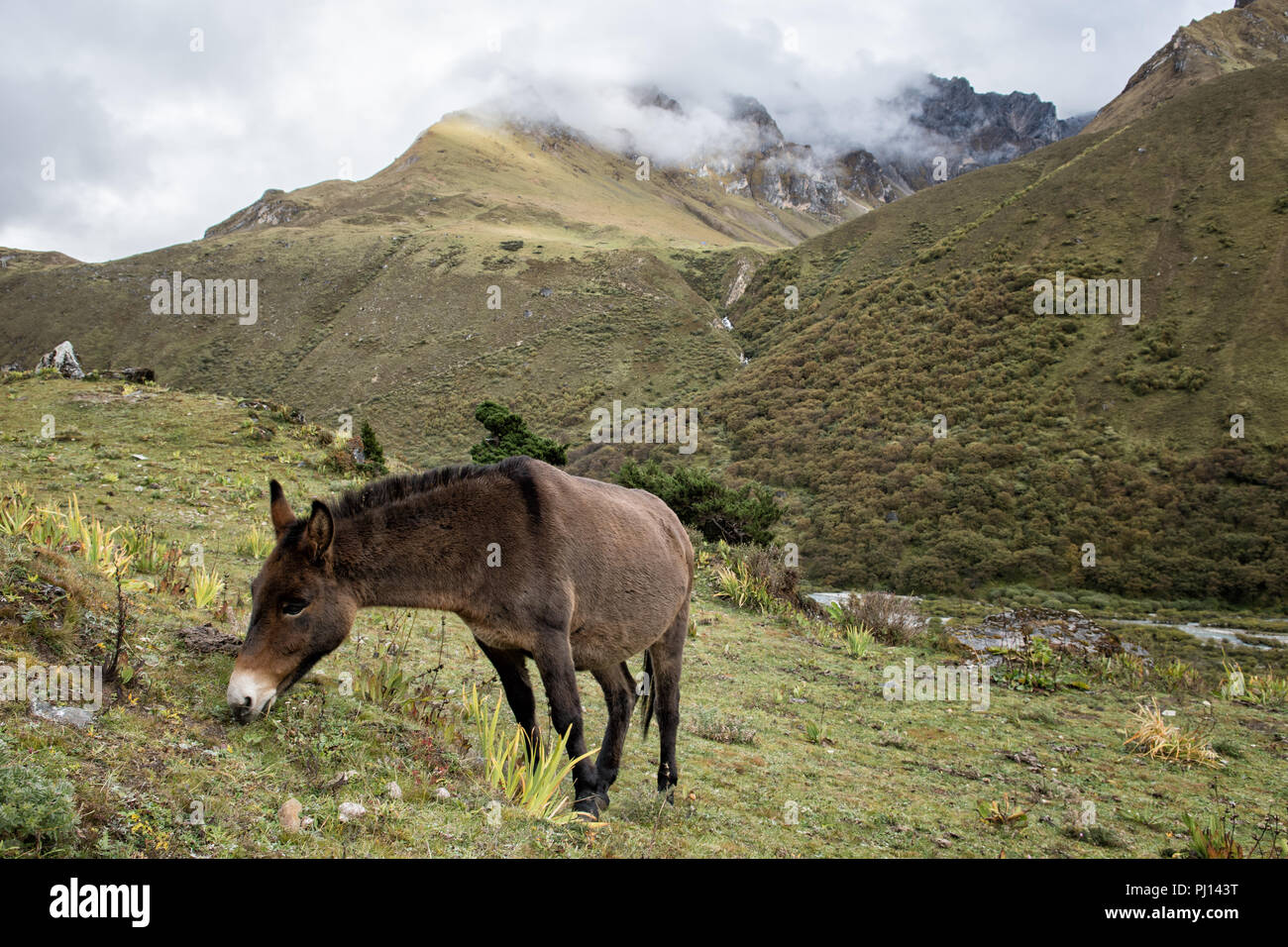 National animal of bhutan hi-res stock photography and images - Alamy