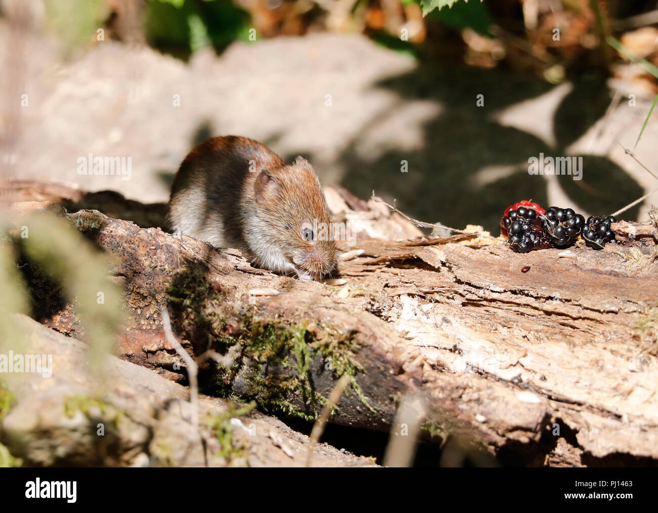 Bank Vole (Myodes glareolus Stock Photo - Alamy