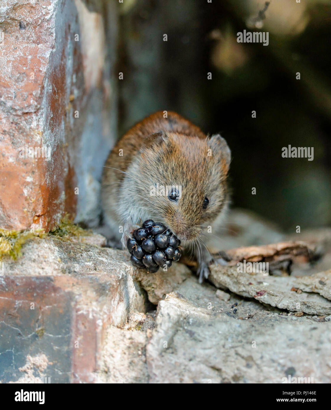 Bank Vole (Myodes glareolus Stock Photo - Alamy