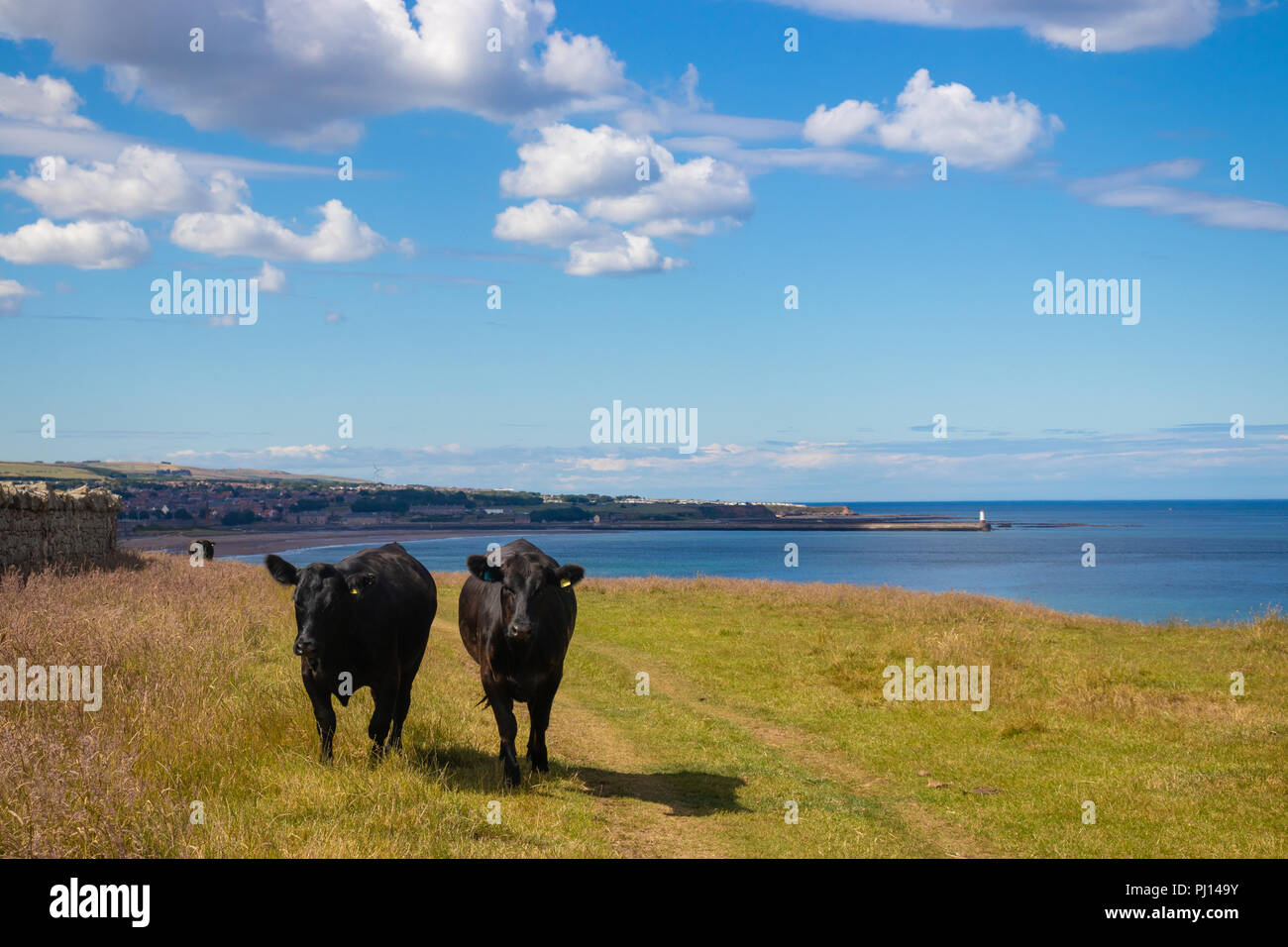 Cattle path hi-res stock photography and images - Alamy