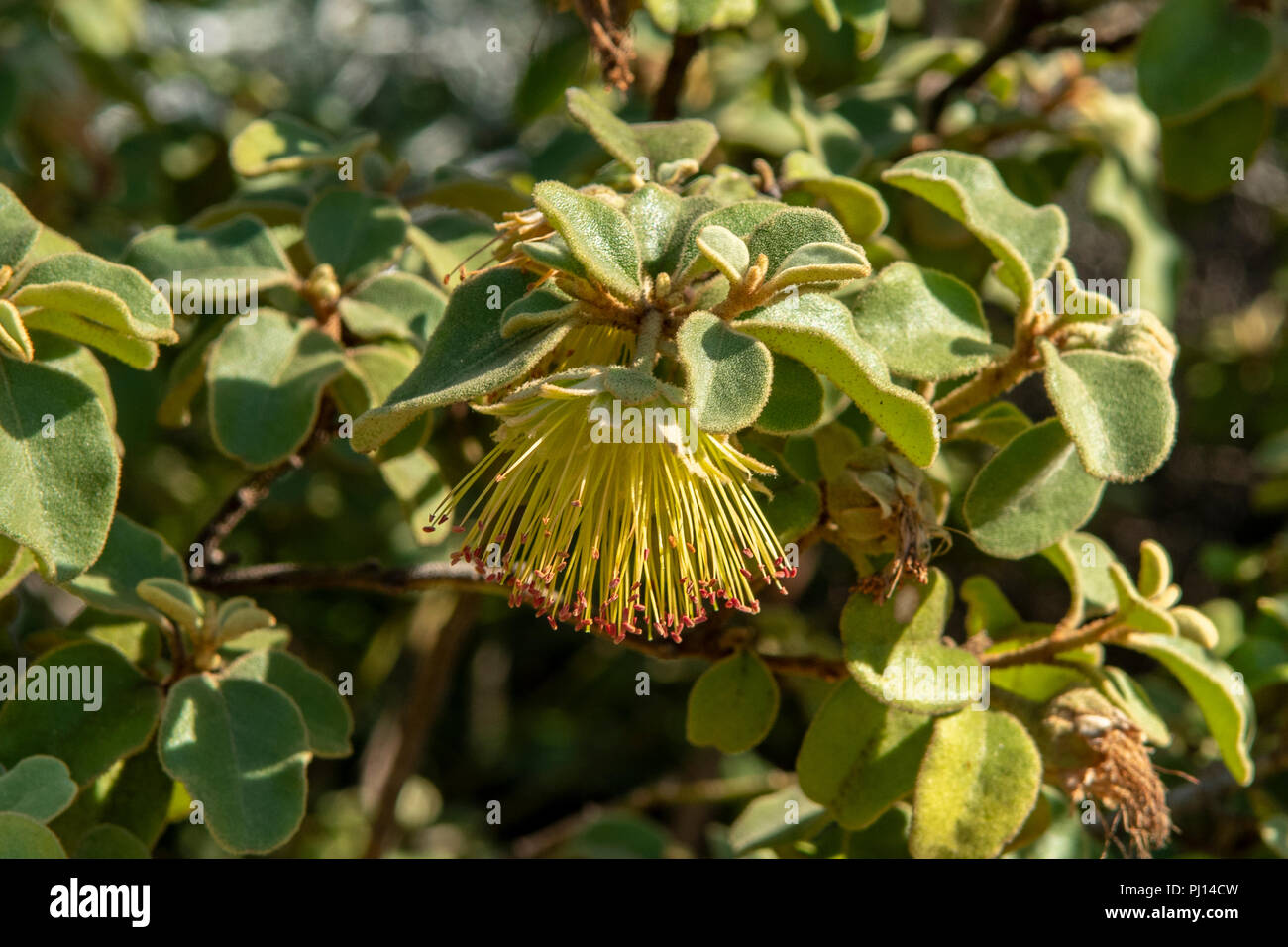 Diplolaena angustifolia hi-res stock photography and images - Alamy