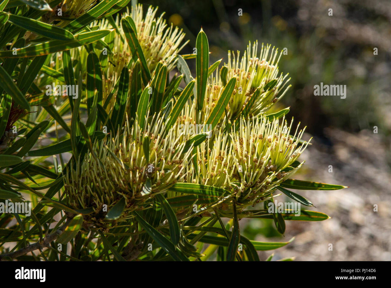 Hakea Australian Native Flora High Resolution Stock Photography and ...