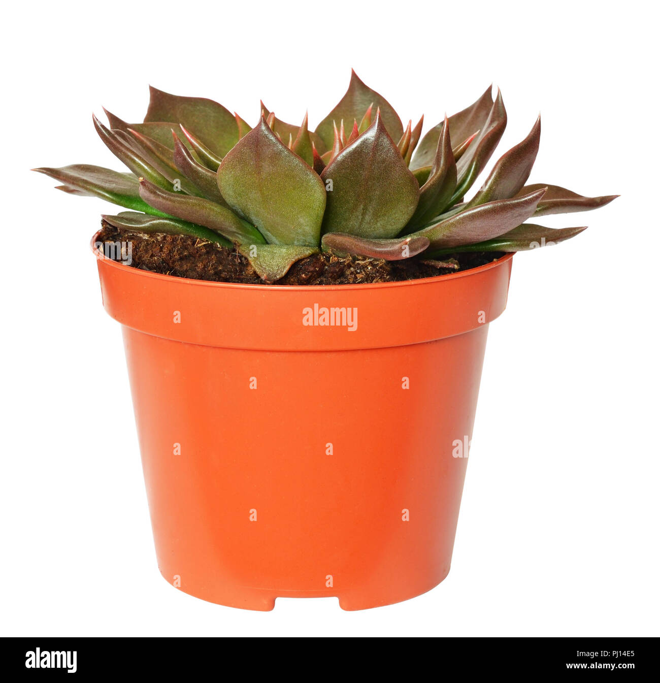 Succulent in detail Cut Out Stock Images & Pictures - Alamy