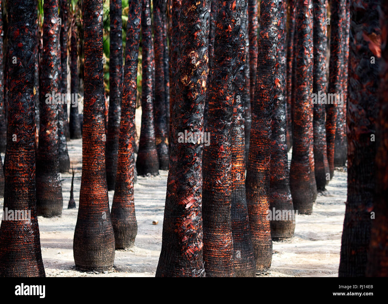 Black burned trunk body, stem of palm trees after fire. Unusual scenery ...