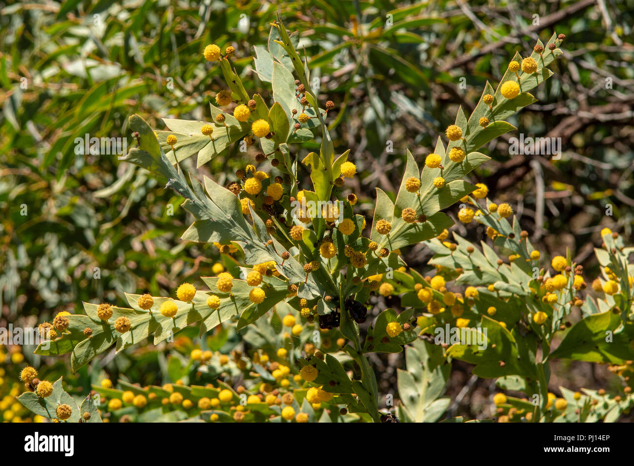 Acacia glaucoptera, Flat Wattle Stock Photo - Alamy