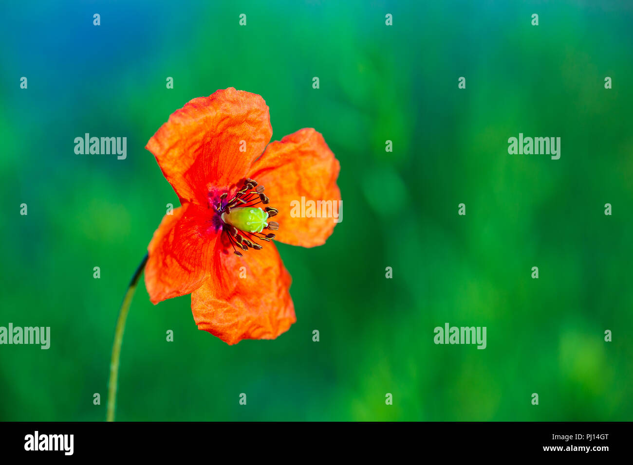 Fuzzy green hi-res stock photography and images - Alamy