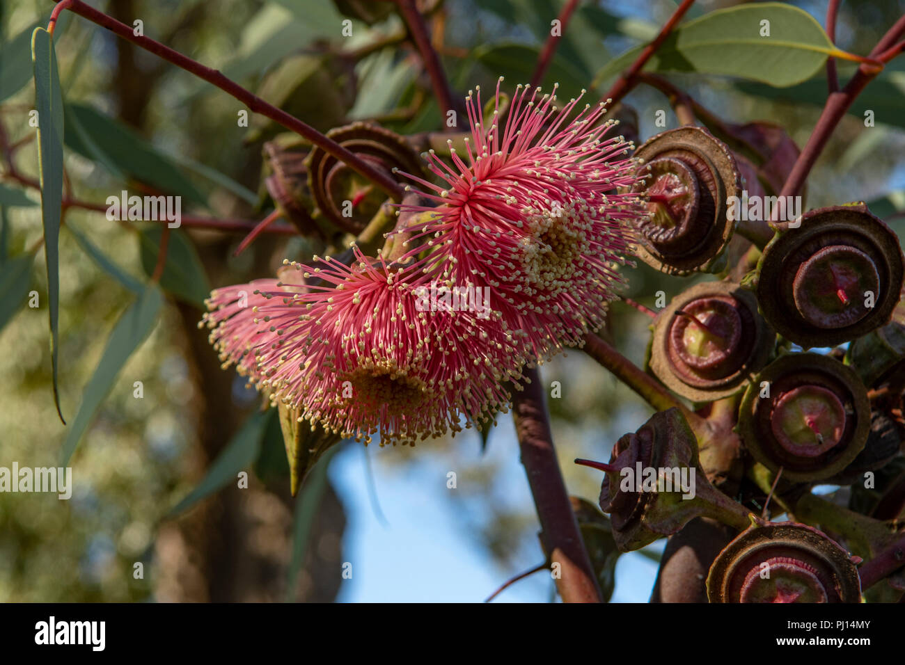 Mallee gum hi-res stock photography and images - Alamy