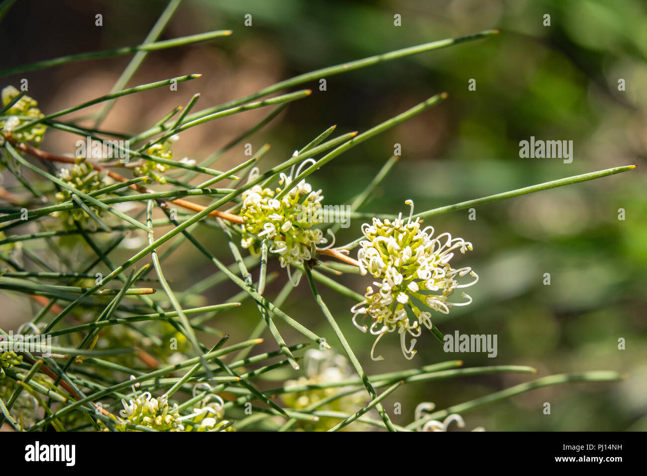 Hakea sweet hi-res stock photography and images - Alamy