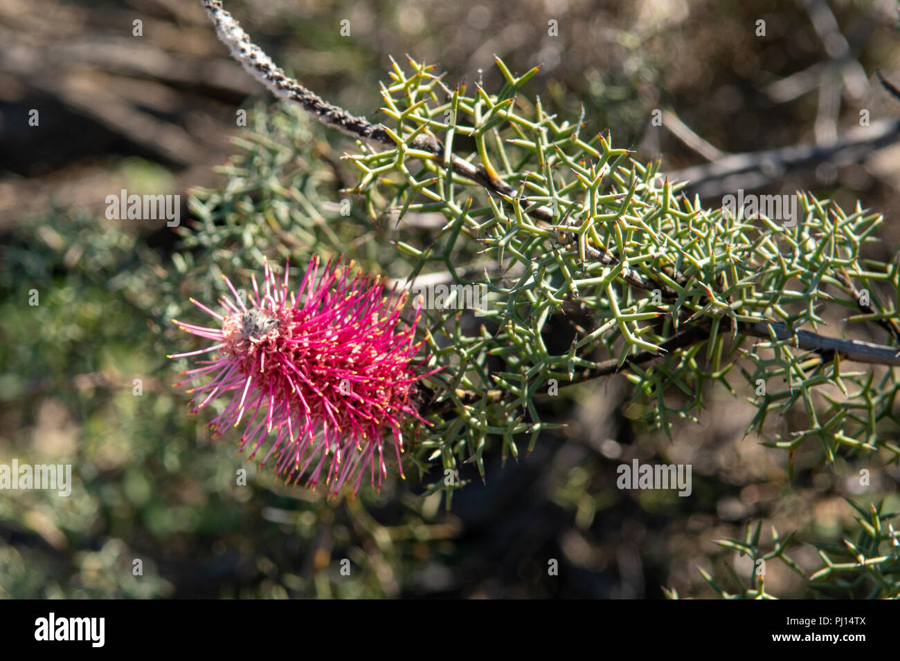Paradoxa High Resolution Stock Photography and Images - Alamy
