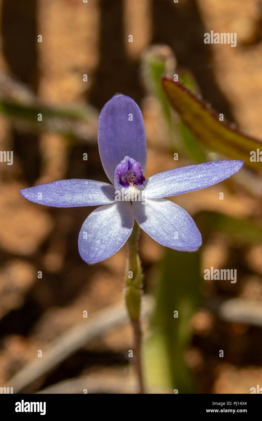 Cyanicula caerulea, Blue Fingers Orchid Stock Photo - Alamy