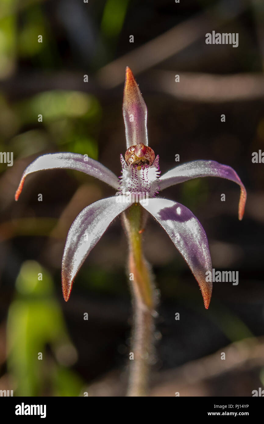Caladenia hirta ssp. rosea, Pink Candy Orchid Stock Photo - Alamy