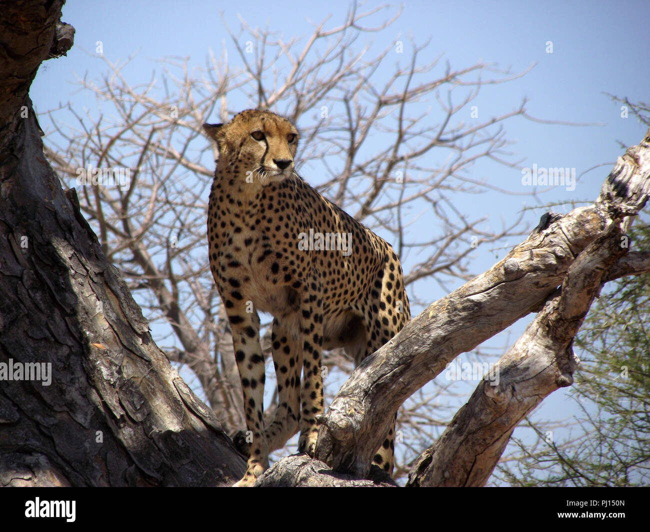 A cheetah looks out over the confluence grasslands of Ruaha from the ...