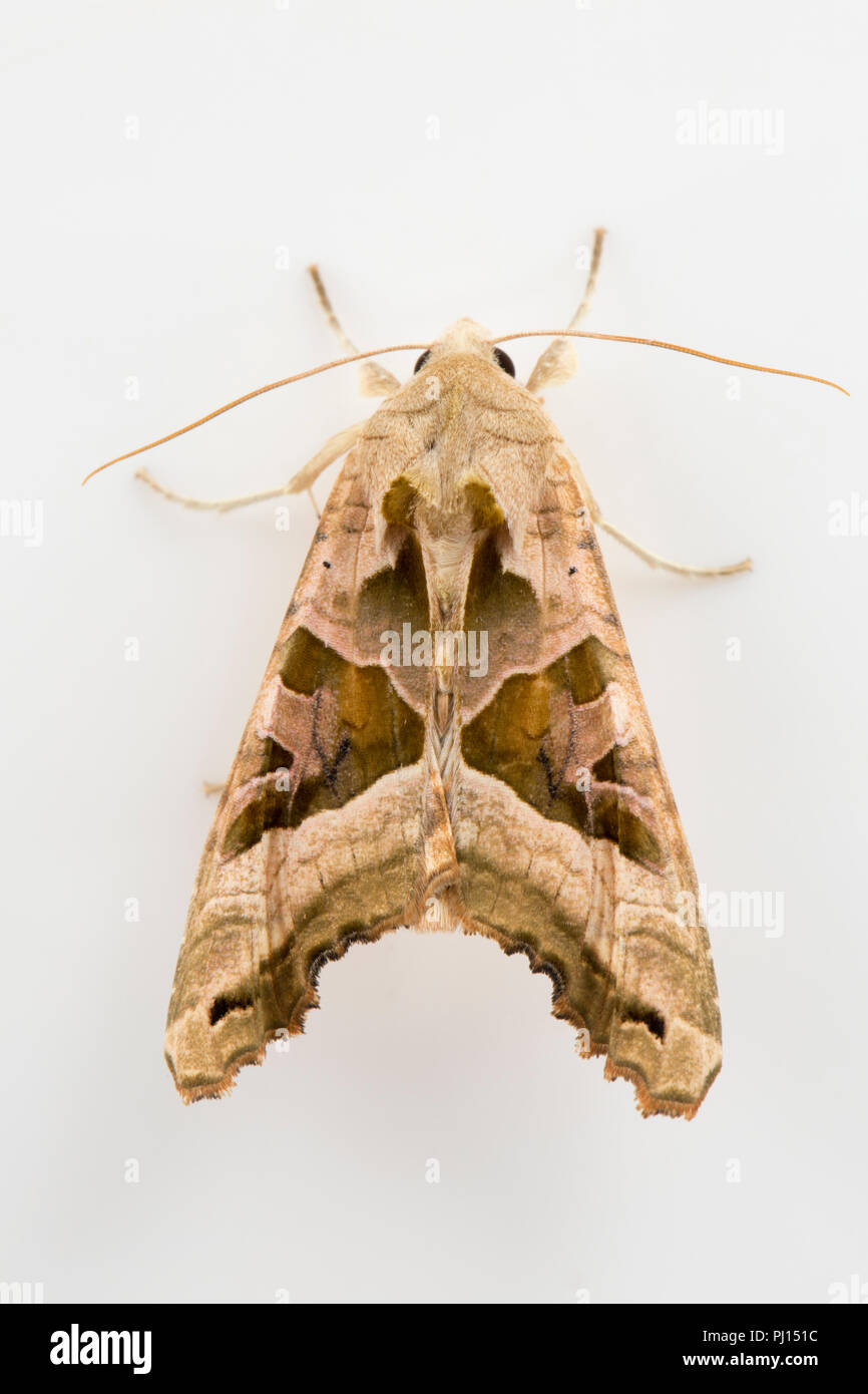 An Angle Shades moth, Phlogophora meticulosa, photographed on a white ...