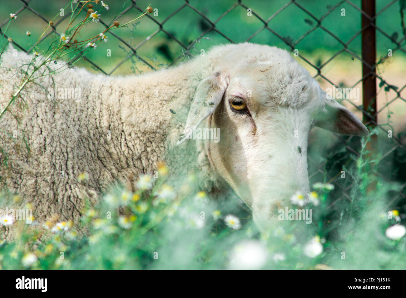 A lonely beautiful lamb walks in the green grass on a farm Stock Photo ...