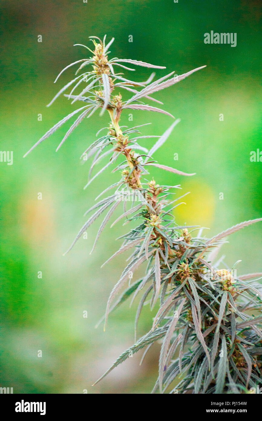 Adult mature cannabis plant with leaves and seeds in a green field ...