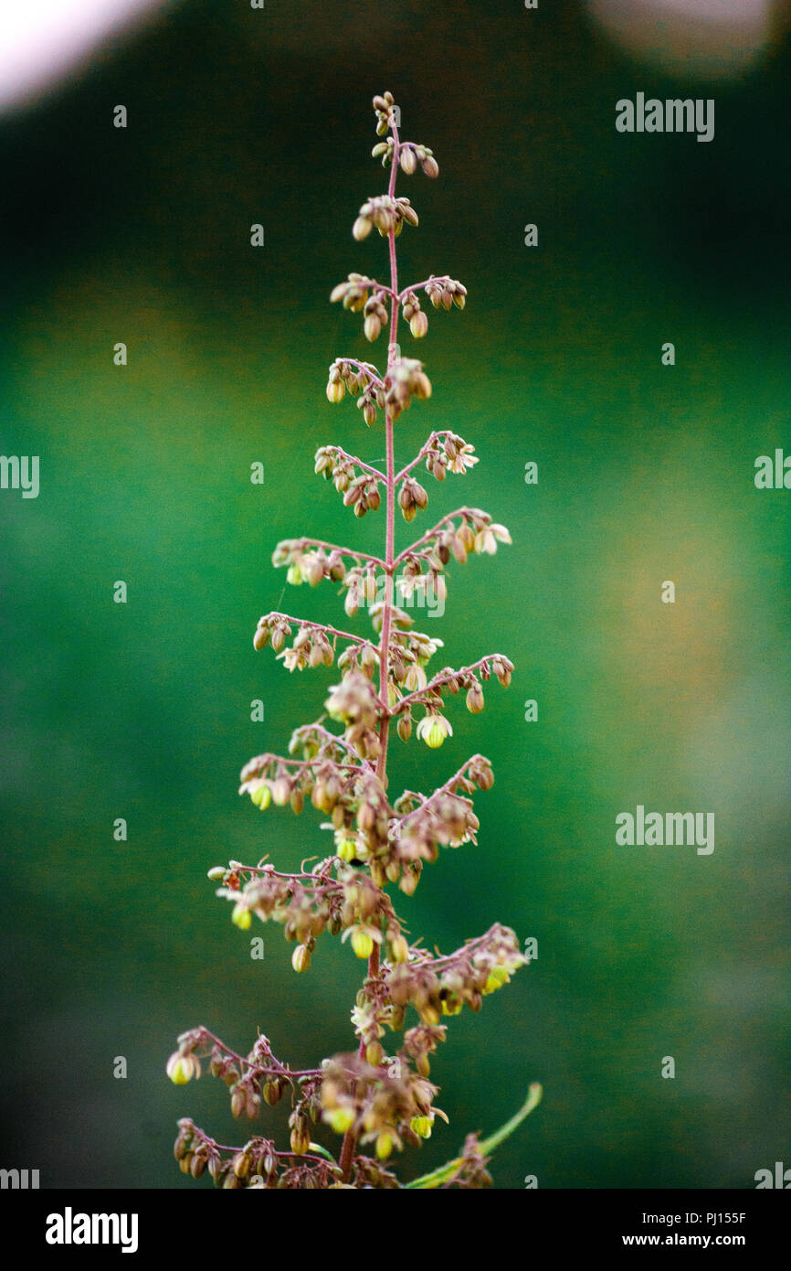 Adult mature cannabis plant with leaves and seeds in a green field ...