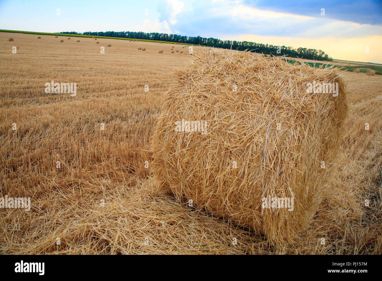 hay-roll straw lying on a sloping field of wheat with the remains of ...