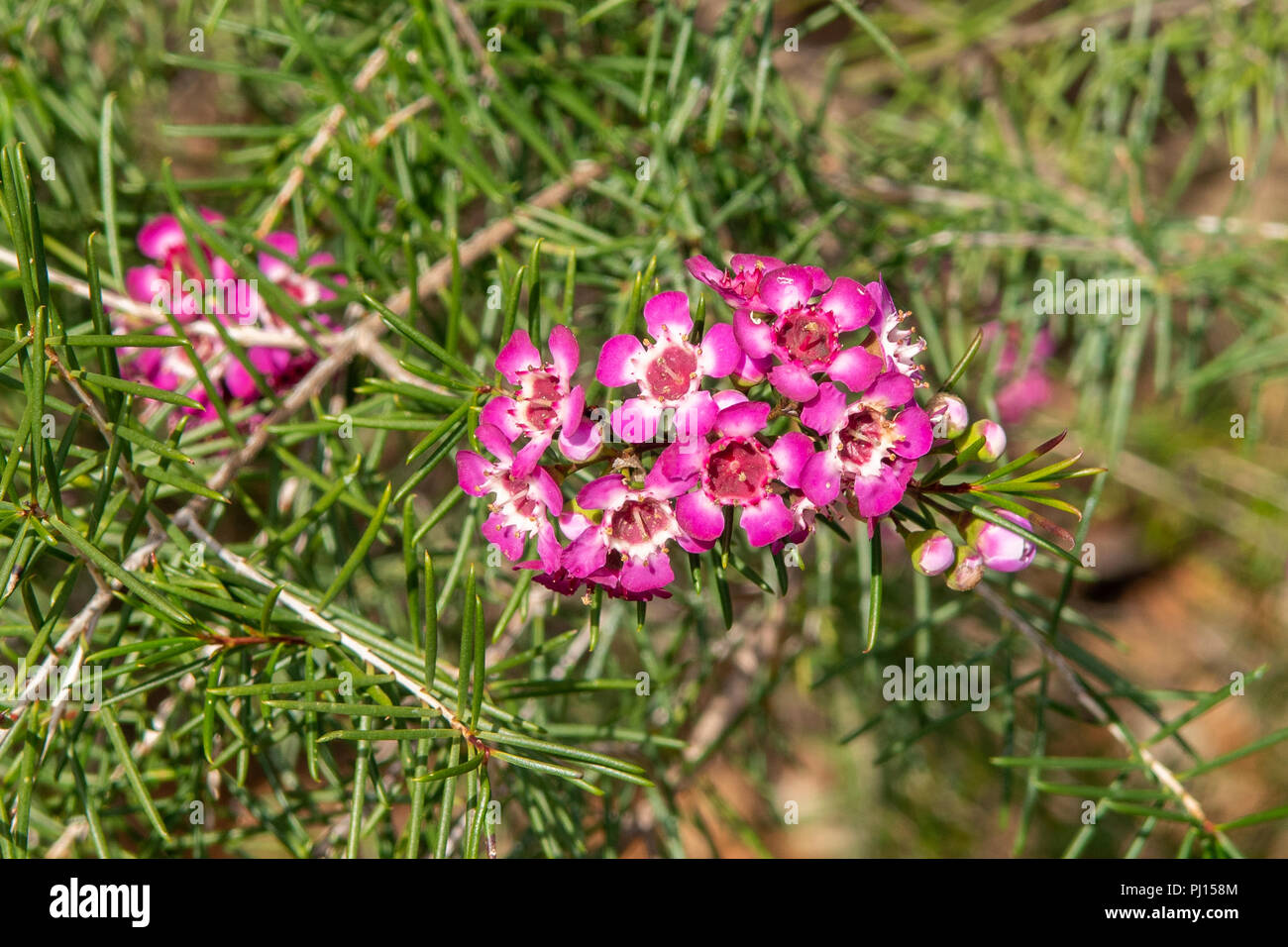 Chamelaucium uncinatum, Deep Pink Geraldton Waxflower Stock Photo - Alamy