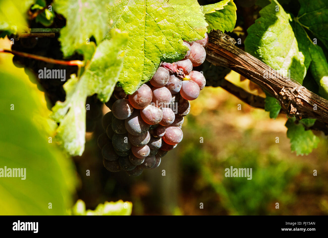 Fantastic bunch of black grapes in an Italian vineyard, high contrast ...