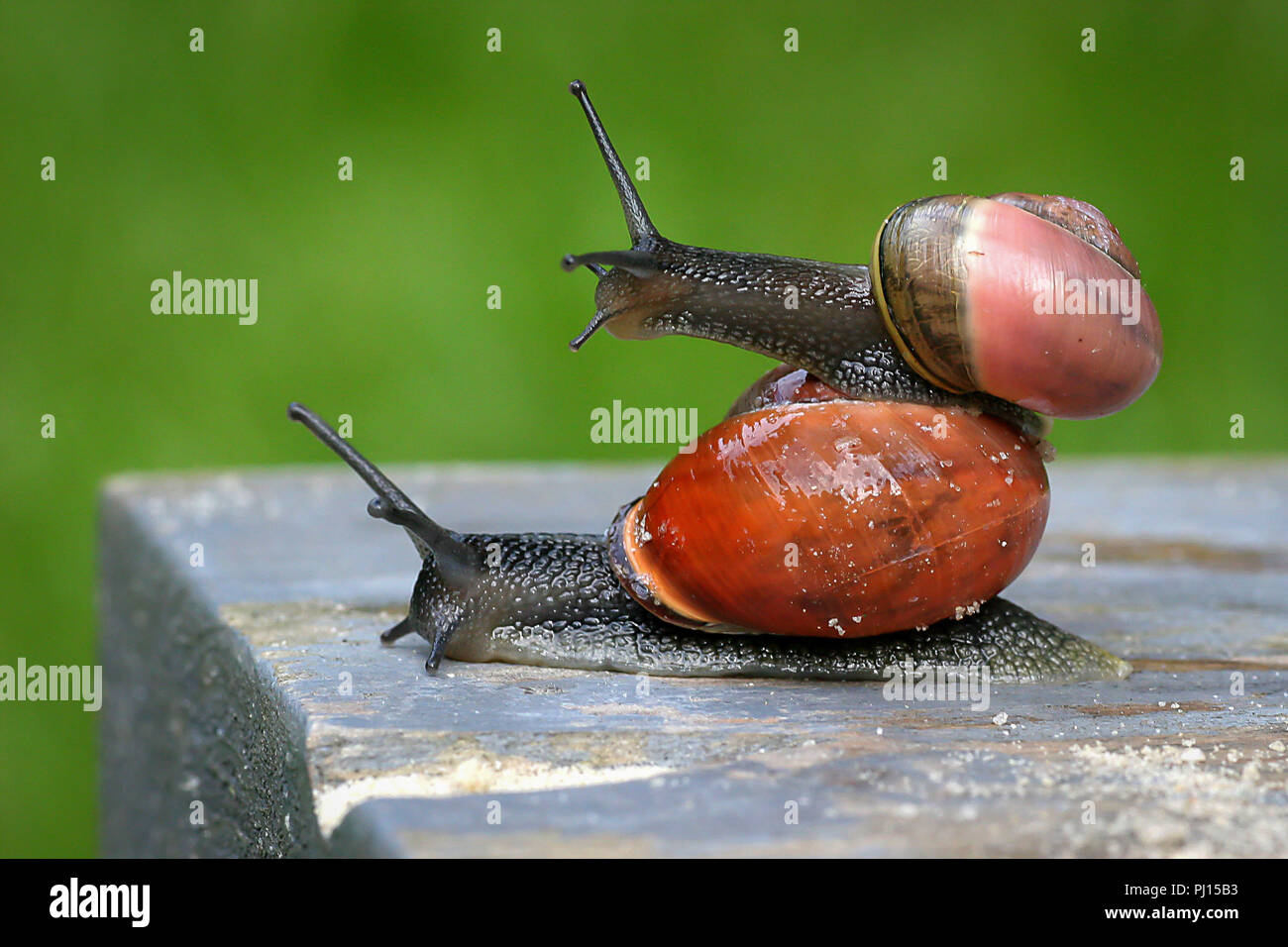 Two snails on each other hi-res stock photography and images - Alamy