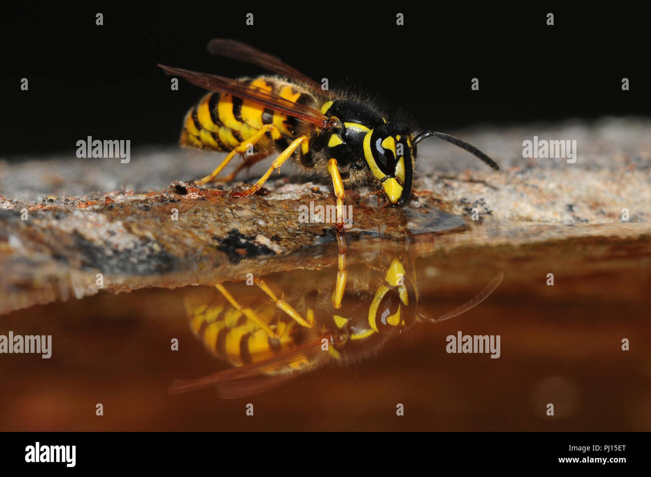 Common wasp drinking Stock Photo - Alamy