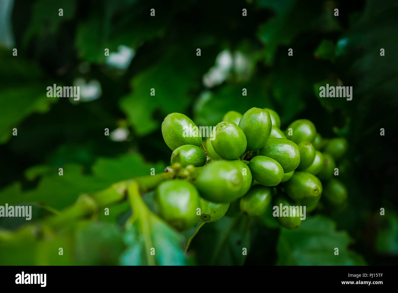 Coffee bean tree hi-res stock photography and images - Alamy