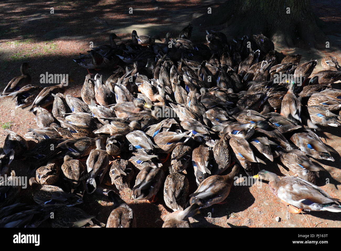 A flock of Mallard rush to feed from seed thrown out by visitors to ...