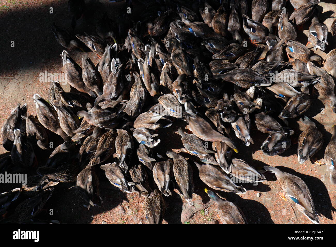Mallards at fairholmes visitor centre hi-res stock photography and ...