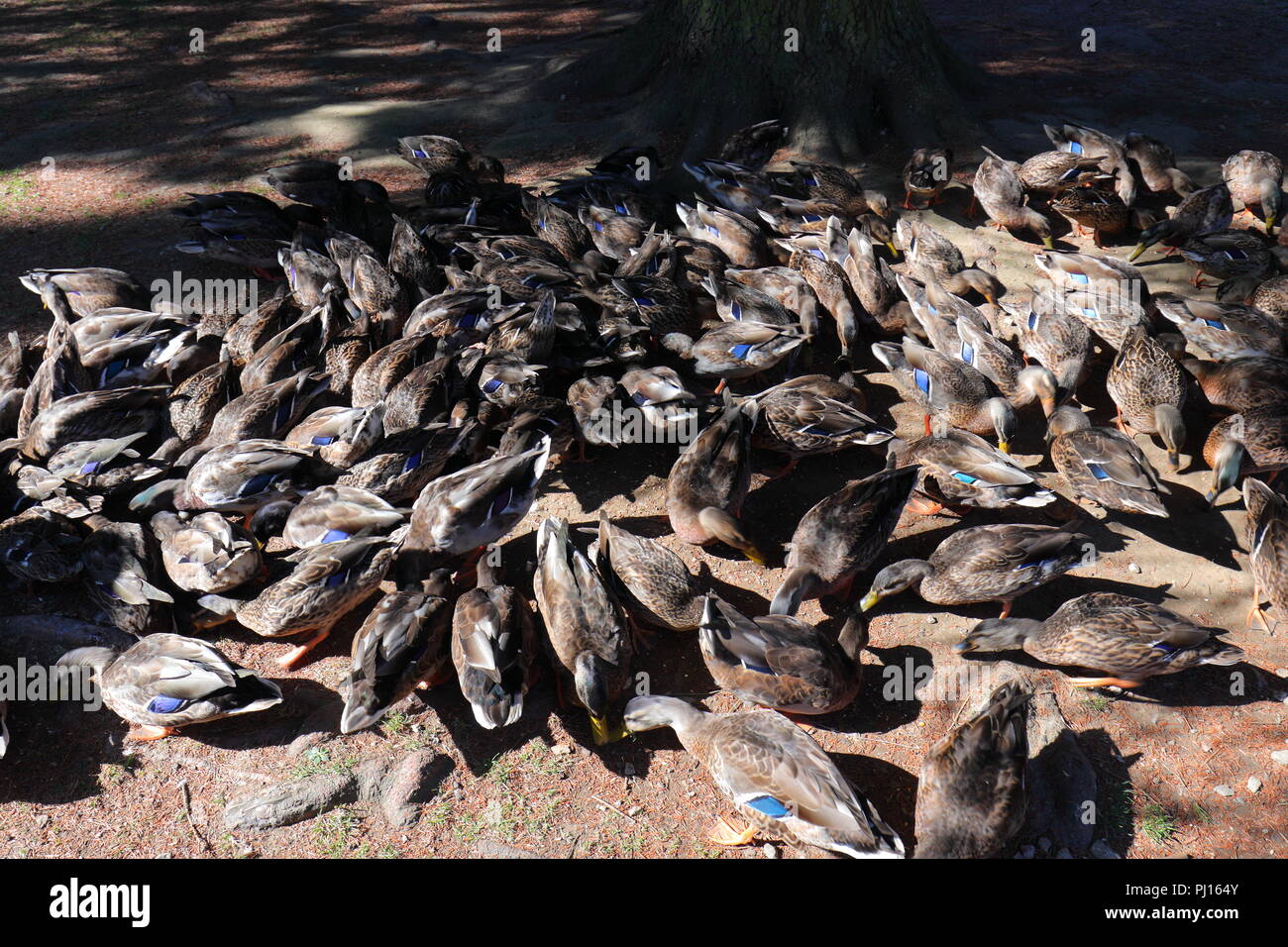 A flock of Mallard rush to feed from seed thrown out by visitors to ...
