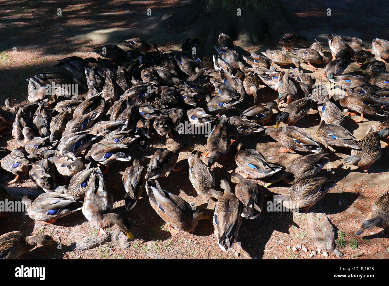A flock of Mallard rush to feed from seed thrown out by visitors to ...