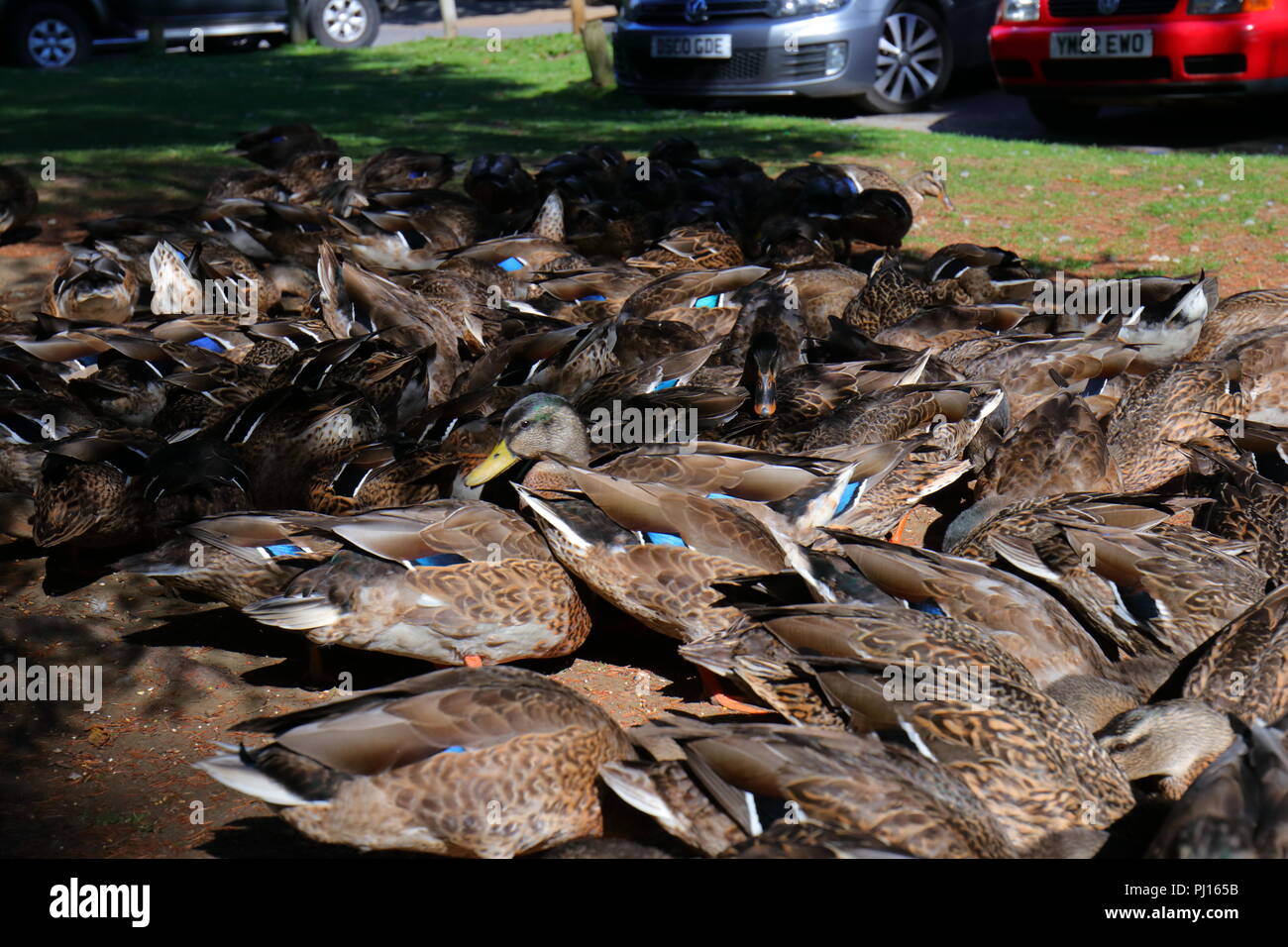 A flock of Mallard rush to feed from seed thrown out by visitors to ...
